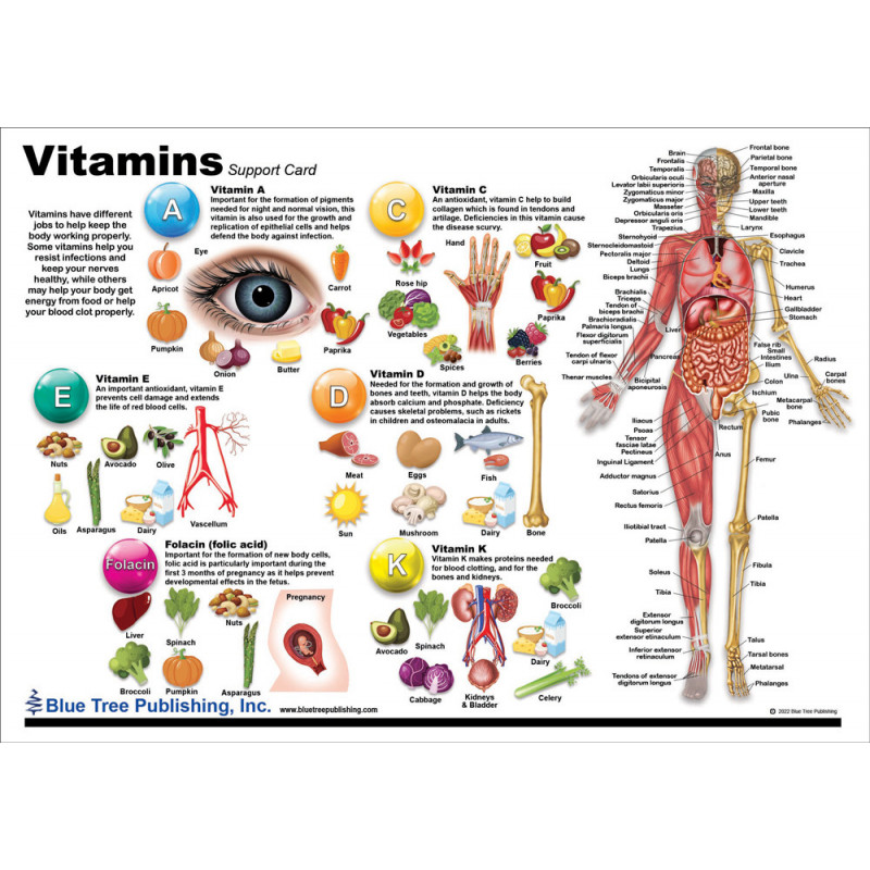 Vitamin Anatomical Chart