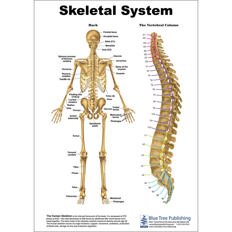 Skeletal System Anatomical Chart
