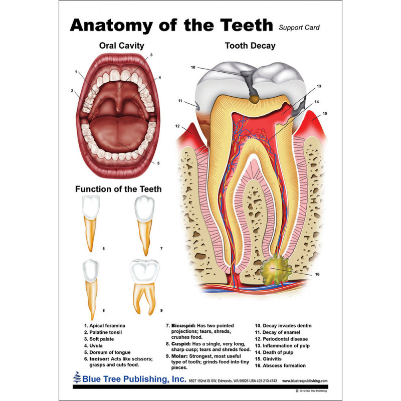 Anatomy of the Teeth Anatomical Chart