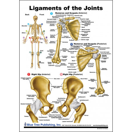 Ligaments of the Joints Anatomical Chart