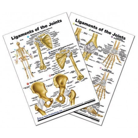 Ligaments of the Joints Anatomical Chart
