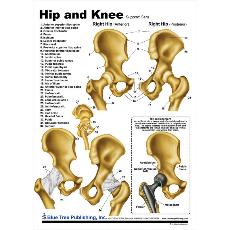 Hip and Knee Anatomical Chart