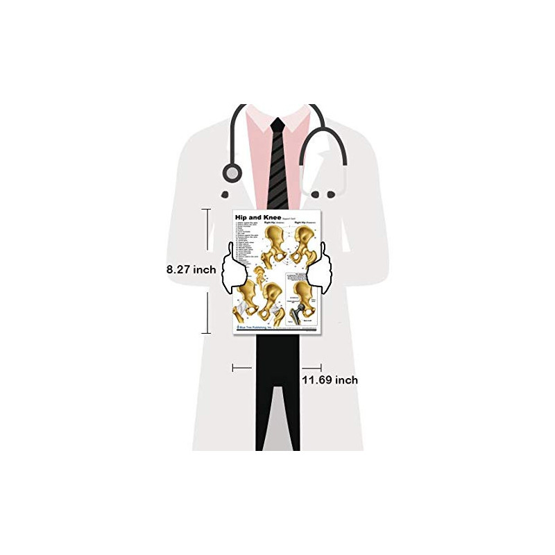Hip and Knee Anatomical Chart
