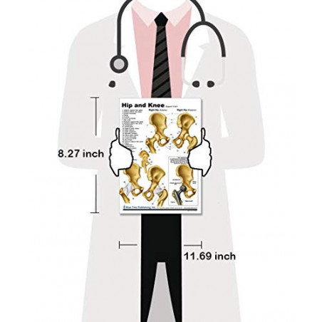Hip and Knee Anatomical Chart