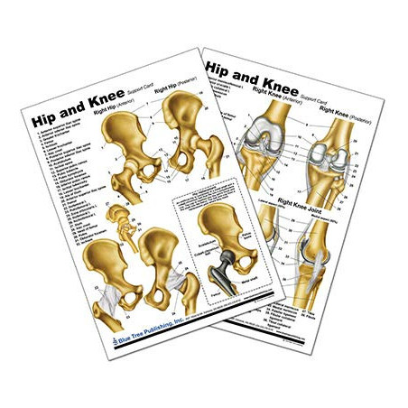 Hip and Knee Anatomical Chart