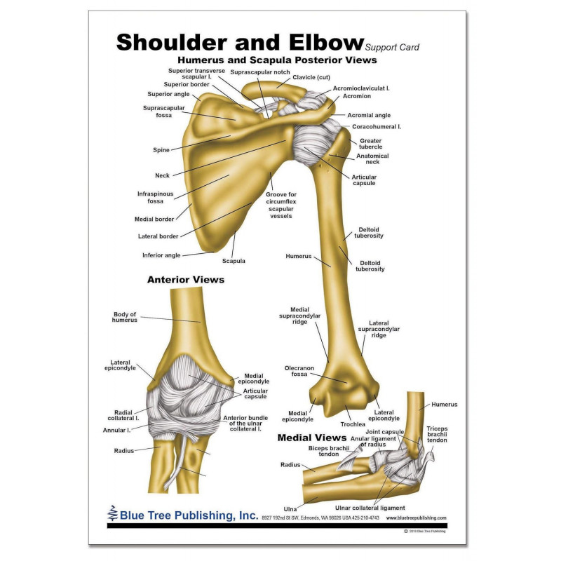 Shoulder and Elbow Anatomical Chart
