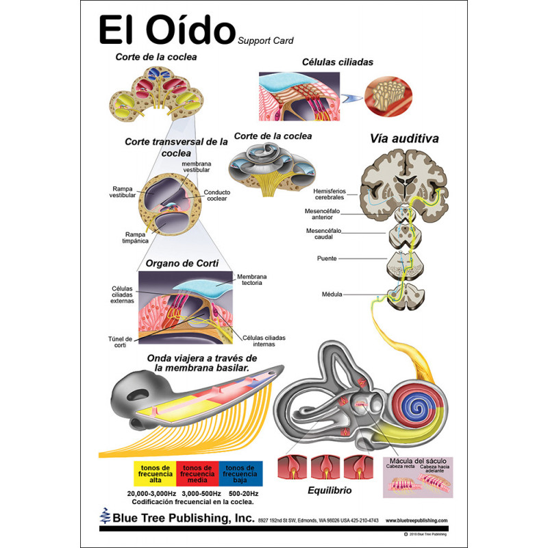 The Ear Anatomical Chart