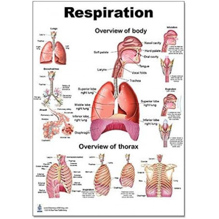 Respiration Regular Poster