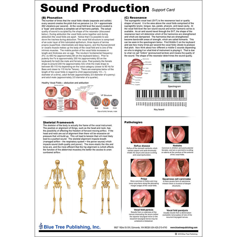 Sound Production Anatomy Chart, vocal Folds, intrinsic Muscles ...