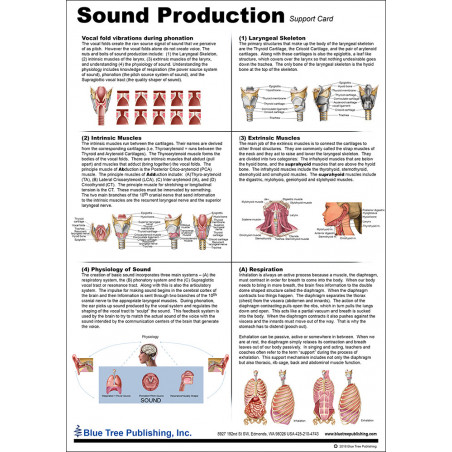 Sound Production Anatomy Chart, vocal Folds, intrinsic Muscles ...