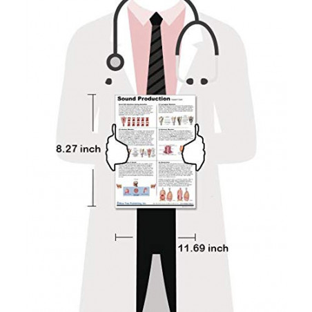 Sound Production Anatomy Chart, vocal Folds, intrinsic Muscles ...