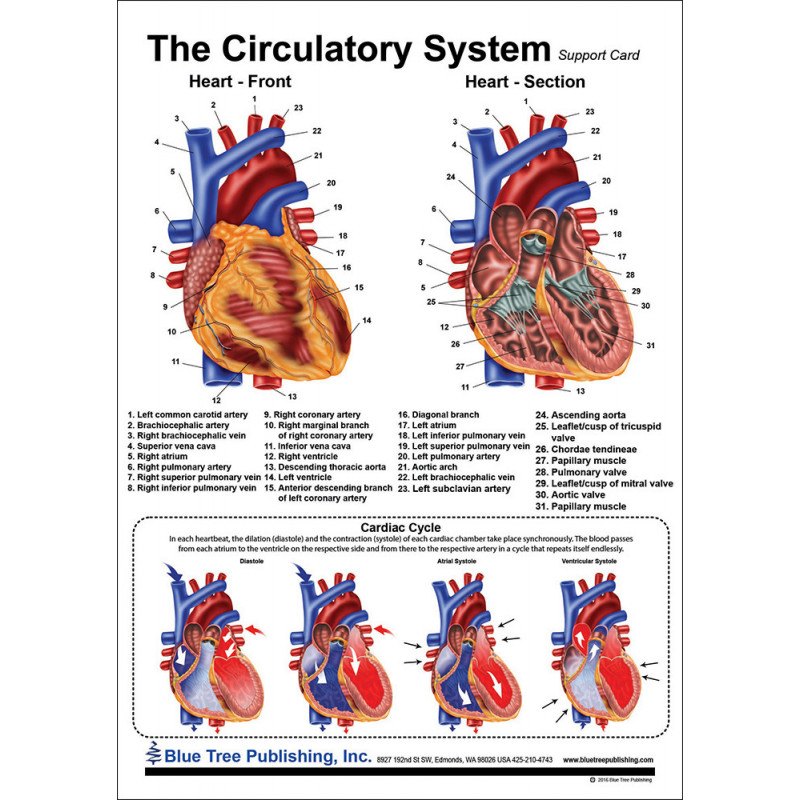 Circulatory and Heart Anatomical Chart