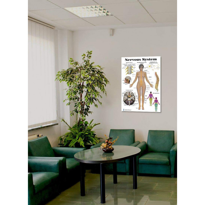 Nervous System Large Poster