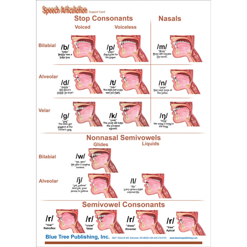 Speech Articulation Anatomy Chart Set, Speech Language Pathology ...