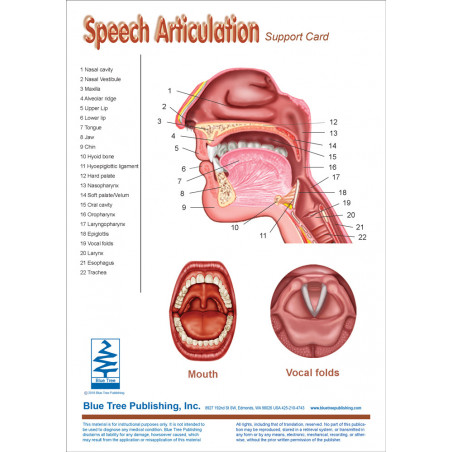 Speech Articulation Anatomy Chart Set, Speech Language Pathology ...