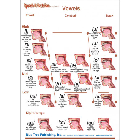 Speech Articulation Anatomy Chart Set, Speech Language Pathology ...