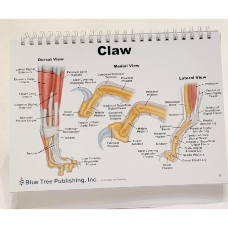 Dog and Cat Veterinary Anatomy Flip Charts, Anatomy & Veterinary ...