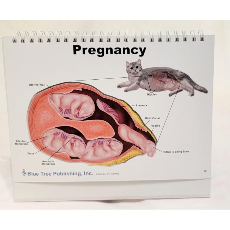 Anatomy And Physiology Study Tools Dog Veterinary Anatomy Flip Charts ...