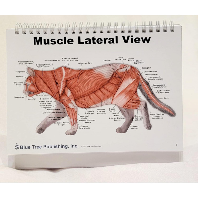 Dog and Cat Veterinary Anatomy Flip Charts, Anatomy & Veterinary ...