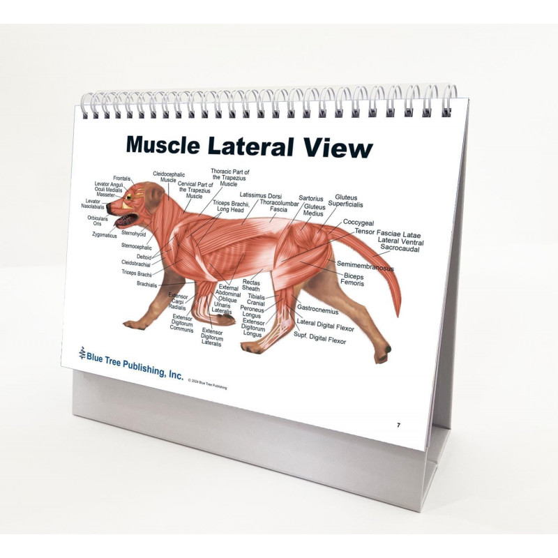 Canine Anatomy Diagram Dog Anatomy (Thoracic And Abdominal Organs)