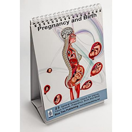 Pregnant and Birth Flip chart