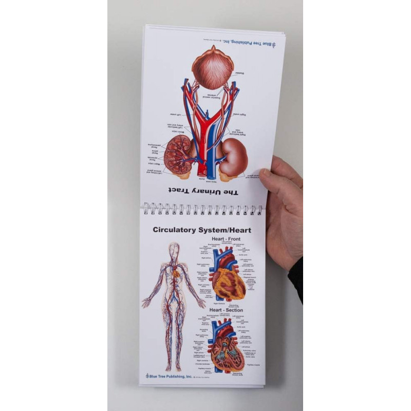 Female Anatomy Flip chart