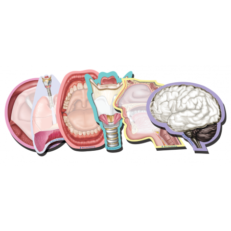 SLP Sticky Notes Collection, 6 Pack