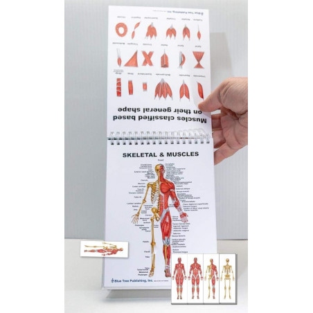 Muscle and Bones Anatomy Flip Book