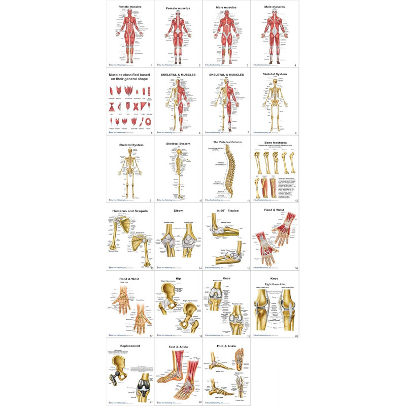 Muscle and Bones Anatomy Flip Book