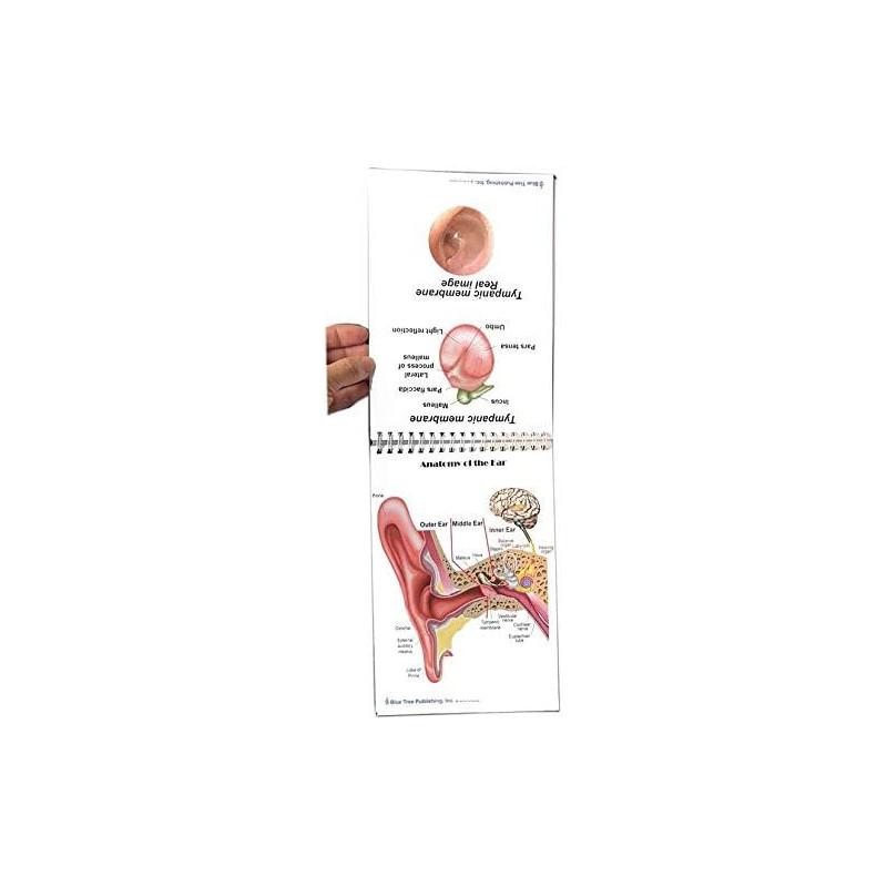 Ear Anatomy Desktop Charts For AUD, Audiologist, Hearing Centers and ...