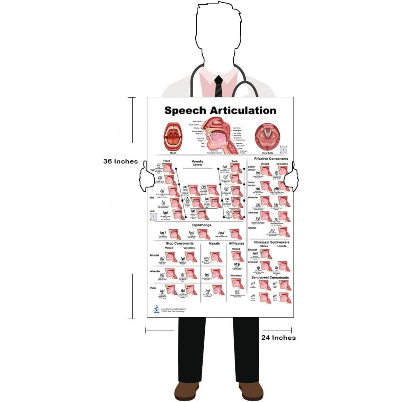 Speech Articulation Large poster