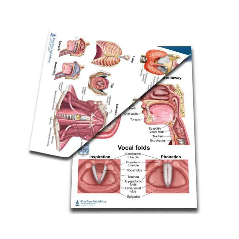 Voice and Larynx Tear Off Pads 10 Pack