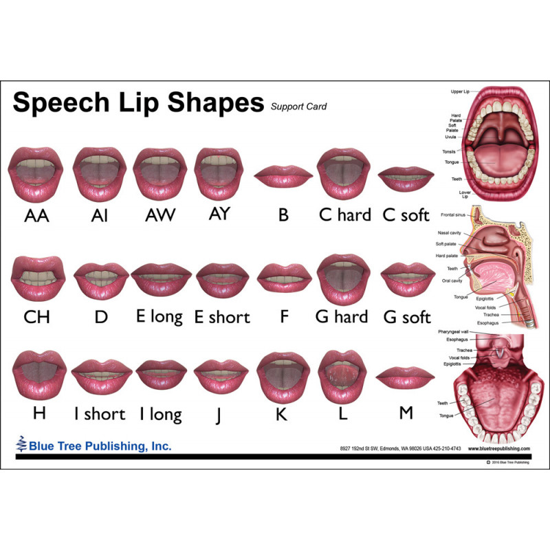 Speech Lip Shapes Chart