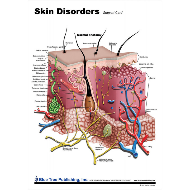 Skin Disorders Chart