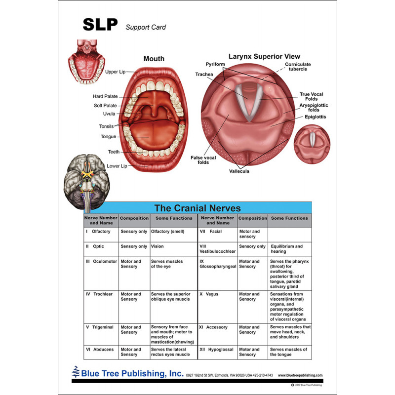 SLP Chart