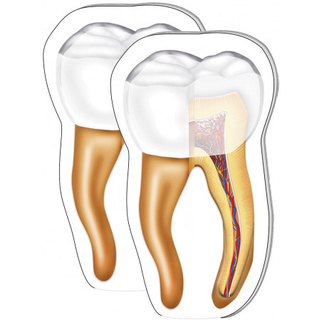 Tooth Sticky Notes 2 Pack