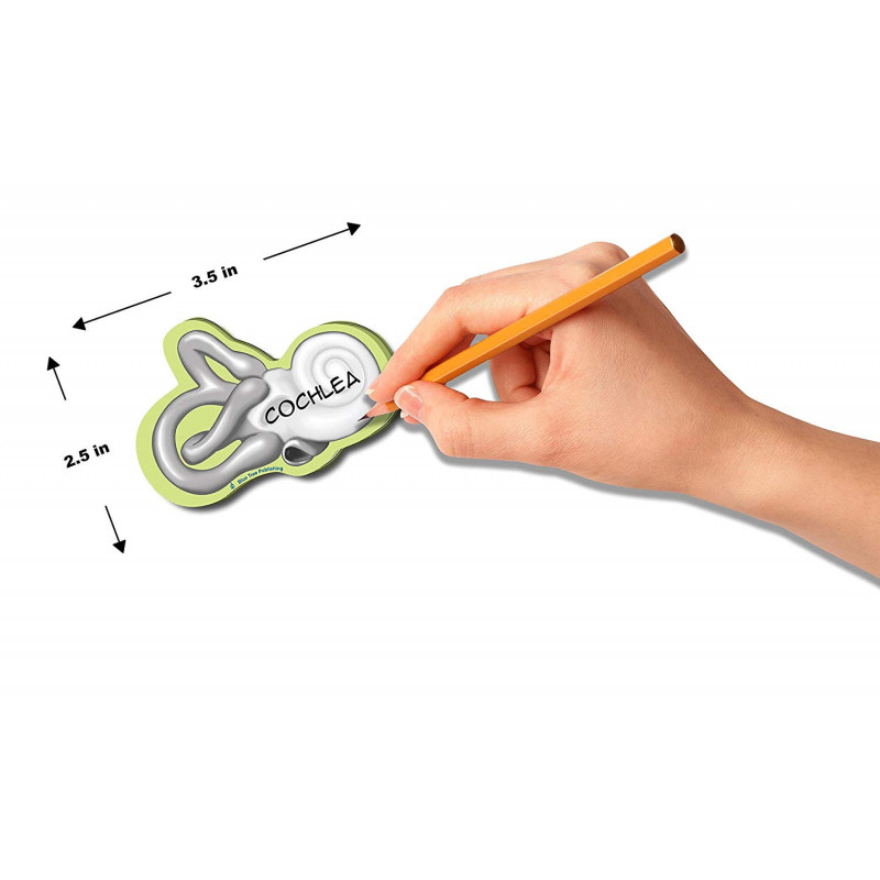 Cochlea Sticky Notes 20 Pack