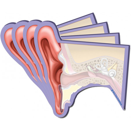 Ear Structures Sticky Notes 4 Pack