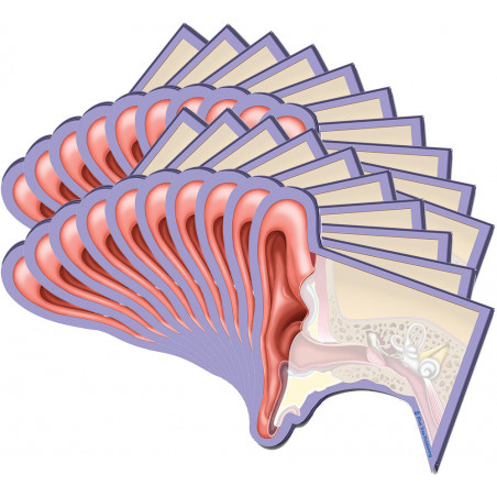 Ear Structures Sticky Notes 20 Pack