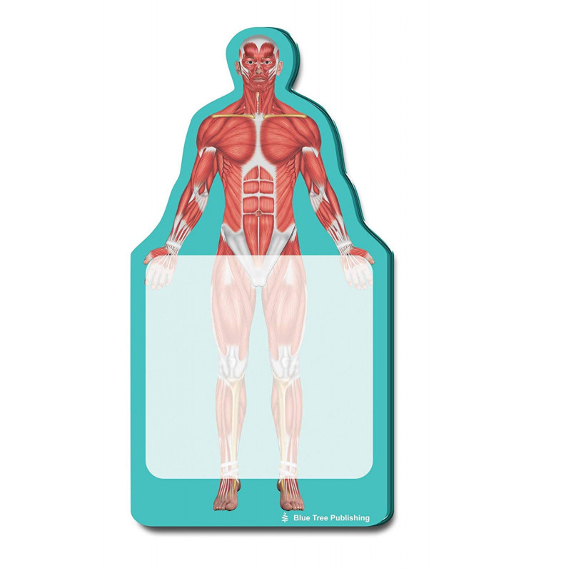 Anatomy Fun Sticky Notes Collection, 6 Pack