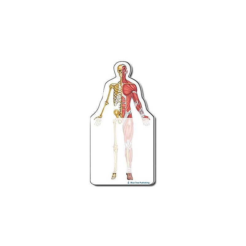 Anatomy Fun Sticky Notes Collection, 6 Pack