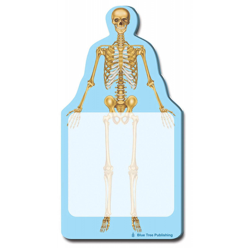 Anatomy Fun Sticky Notes Collection, 6 Pack