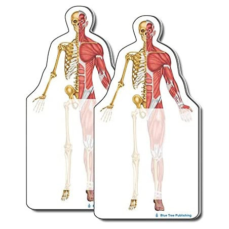 Muscle and Skeleton Sticky Notes 2 Pack