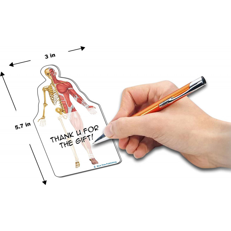 Muscle and Skeleton Sticky Notes 2 Pack