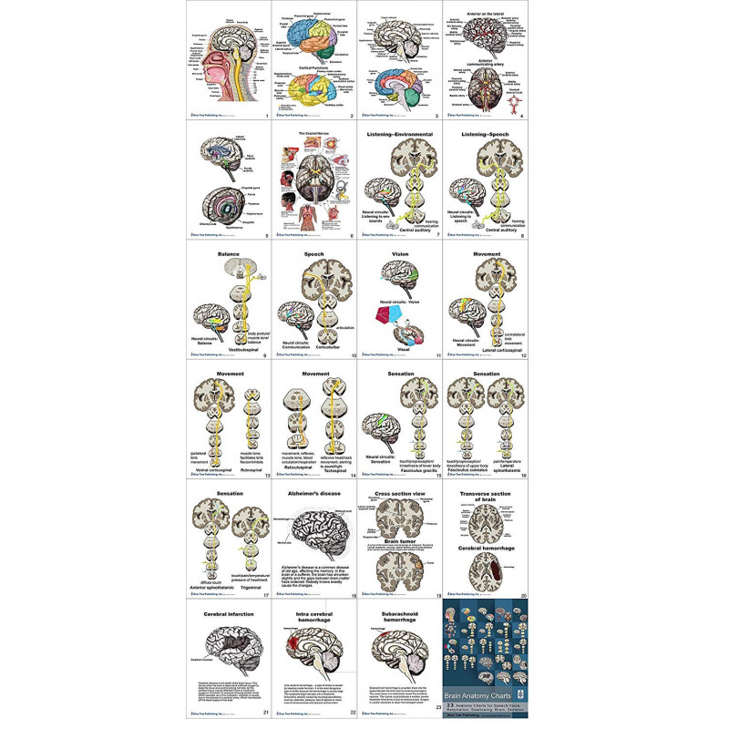Brain Anatomy Flip Chart