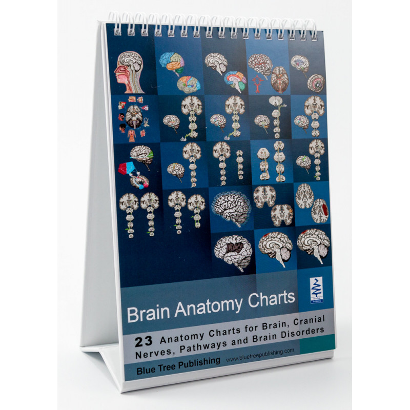 Brain Anatomy Flip Chart