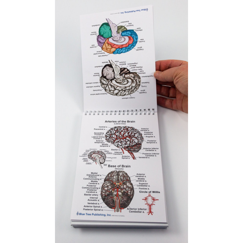 Brain Anatomy Flip Chart