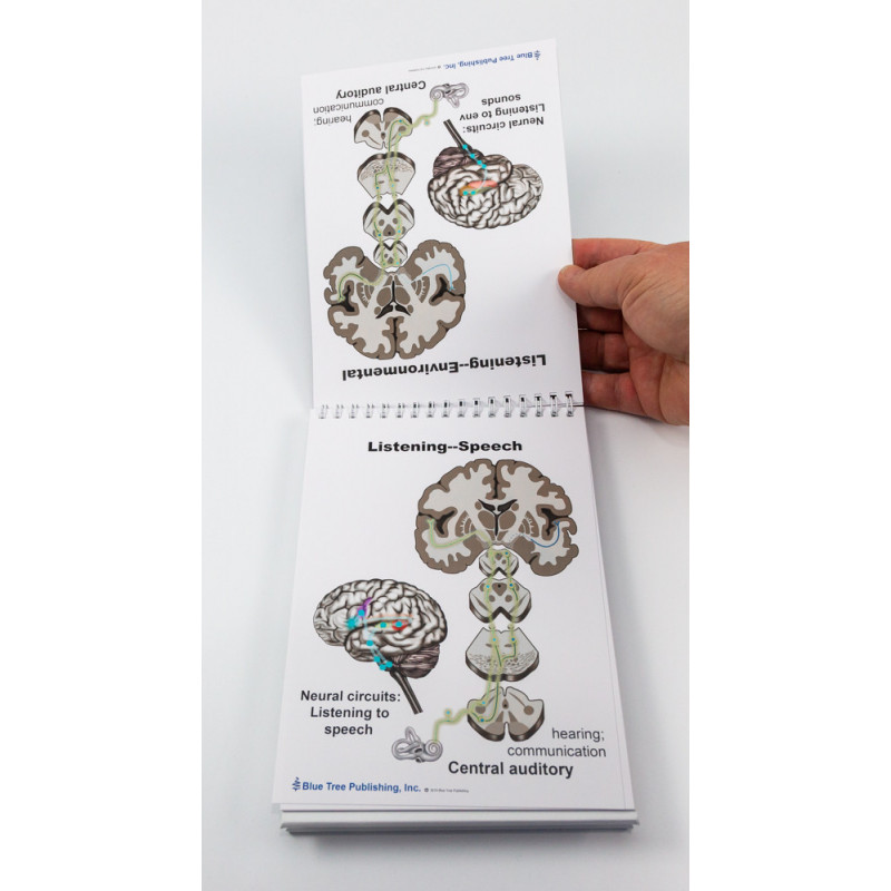 Brain Anatomy Flip Chart