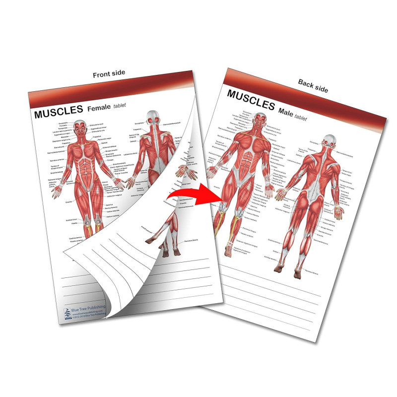 Muscle Tablet for Female and Male 10 Pack