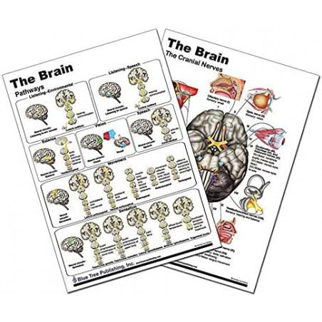Brain Anatomical Chart